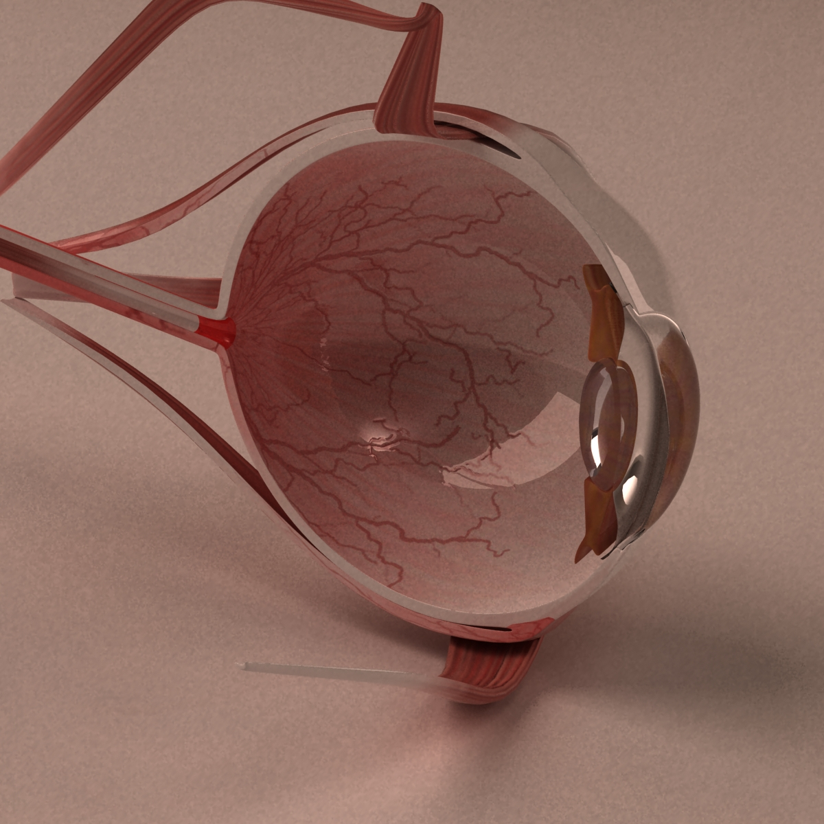 3d model human eye section