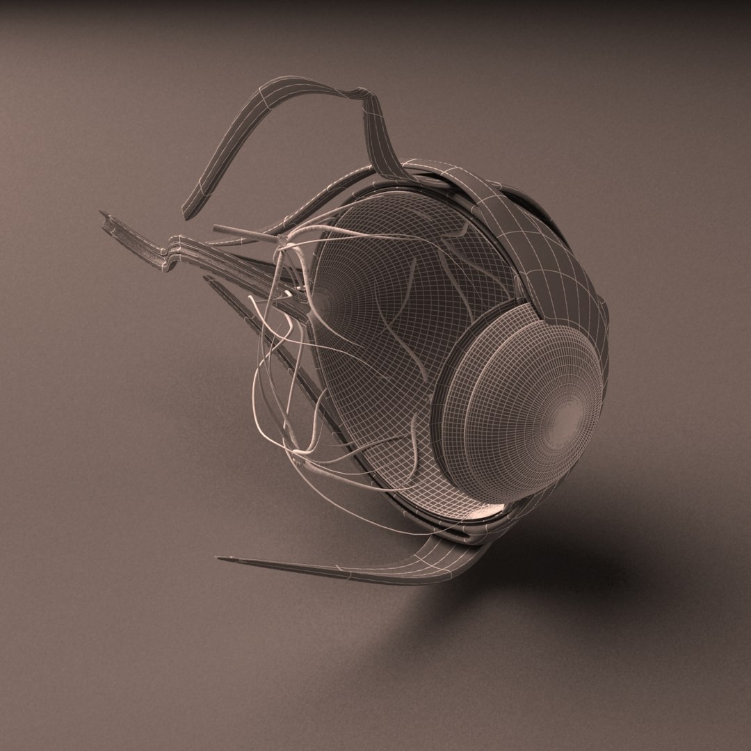 3d Model Human Eye Section