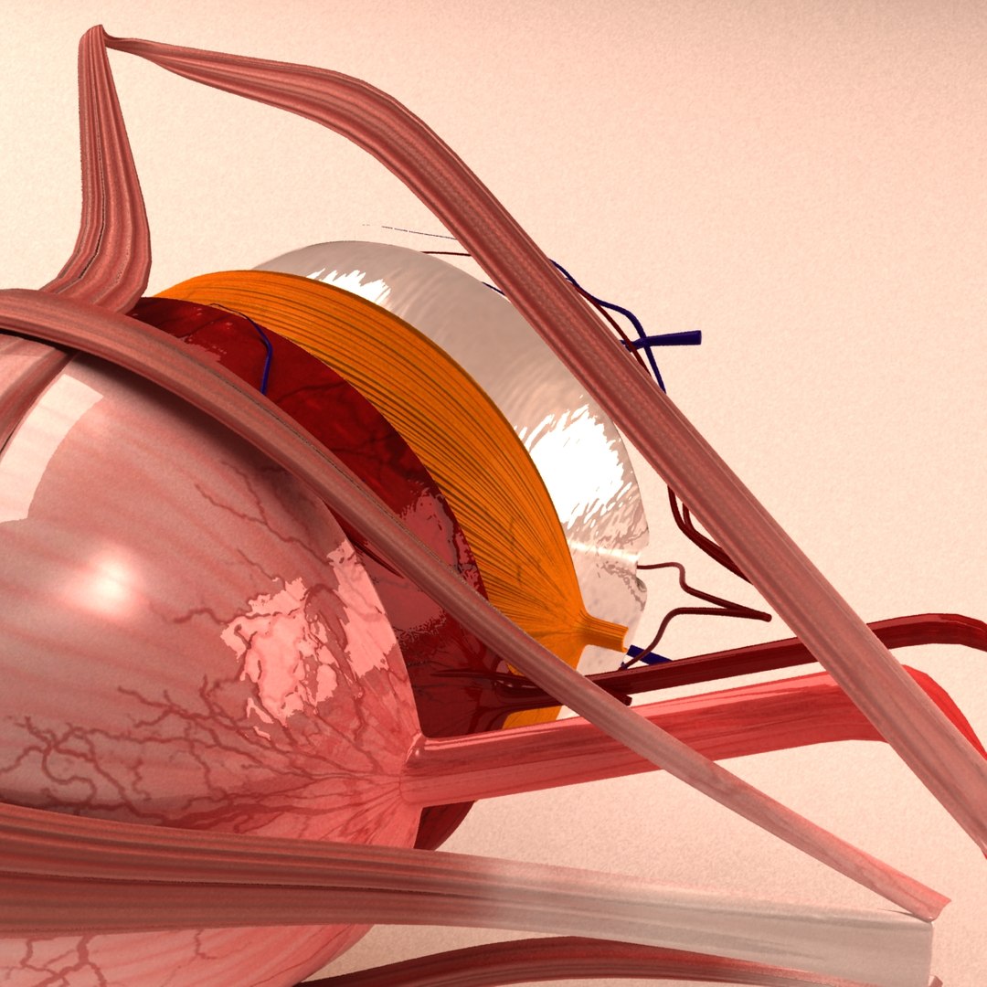 3d Model Human Eye Section