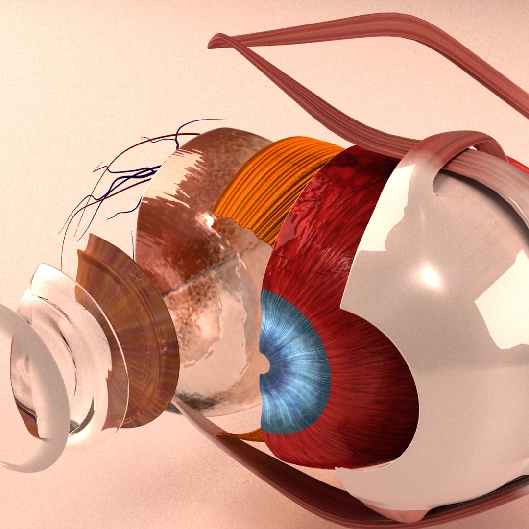 3d Model Human Eye Section