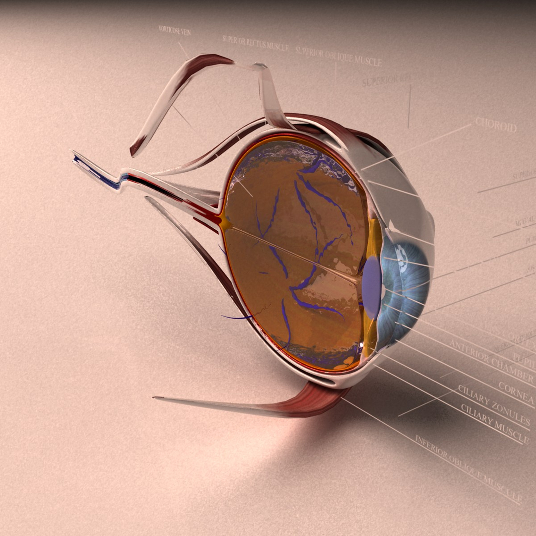 3d Model Human Eye Section