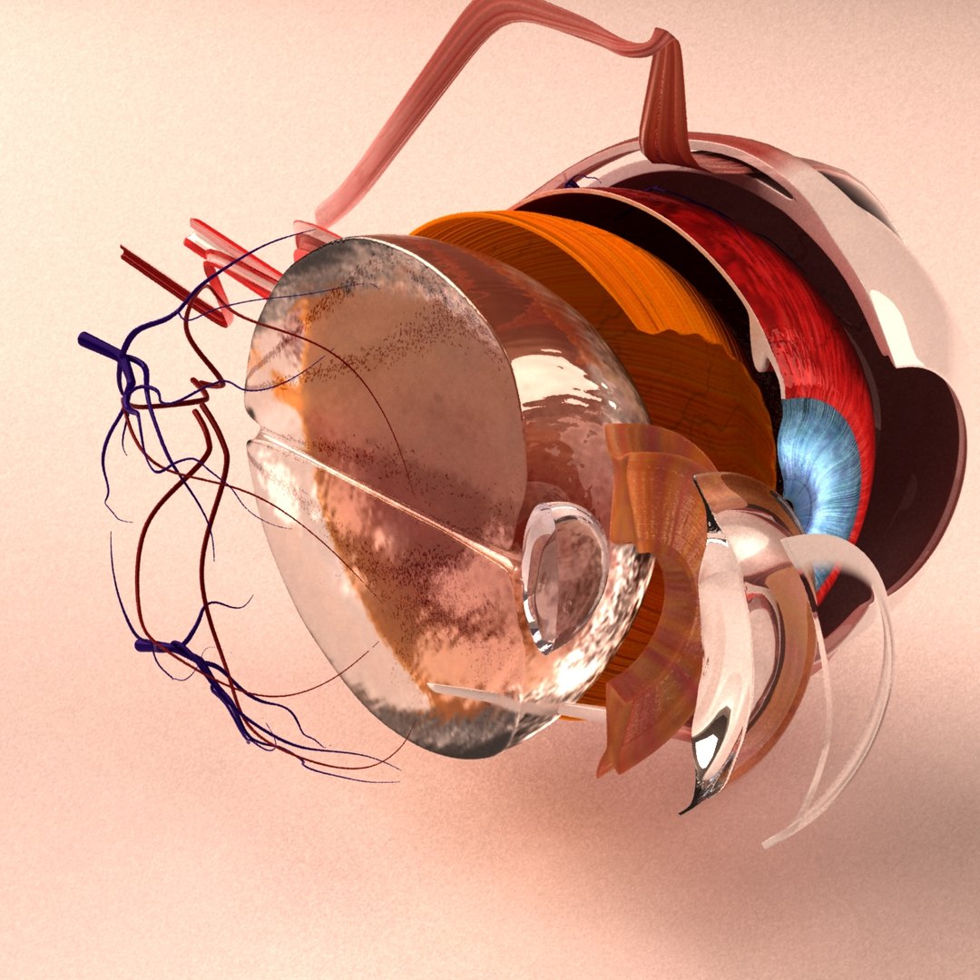 3d Model Human Eye Section