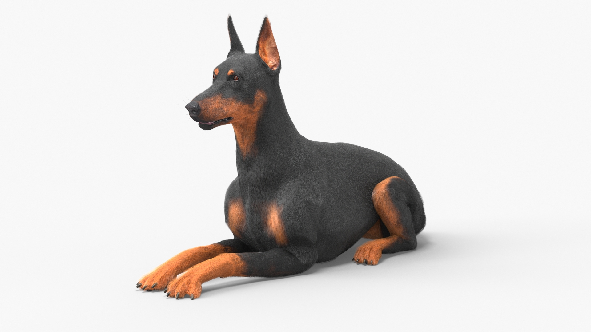 3D Model Doberman Pinscher Dog Lying Down Fur - TurboSquid 2232805