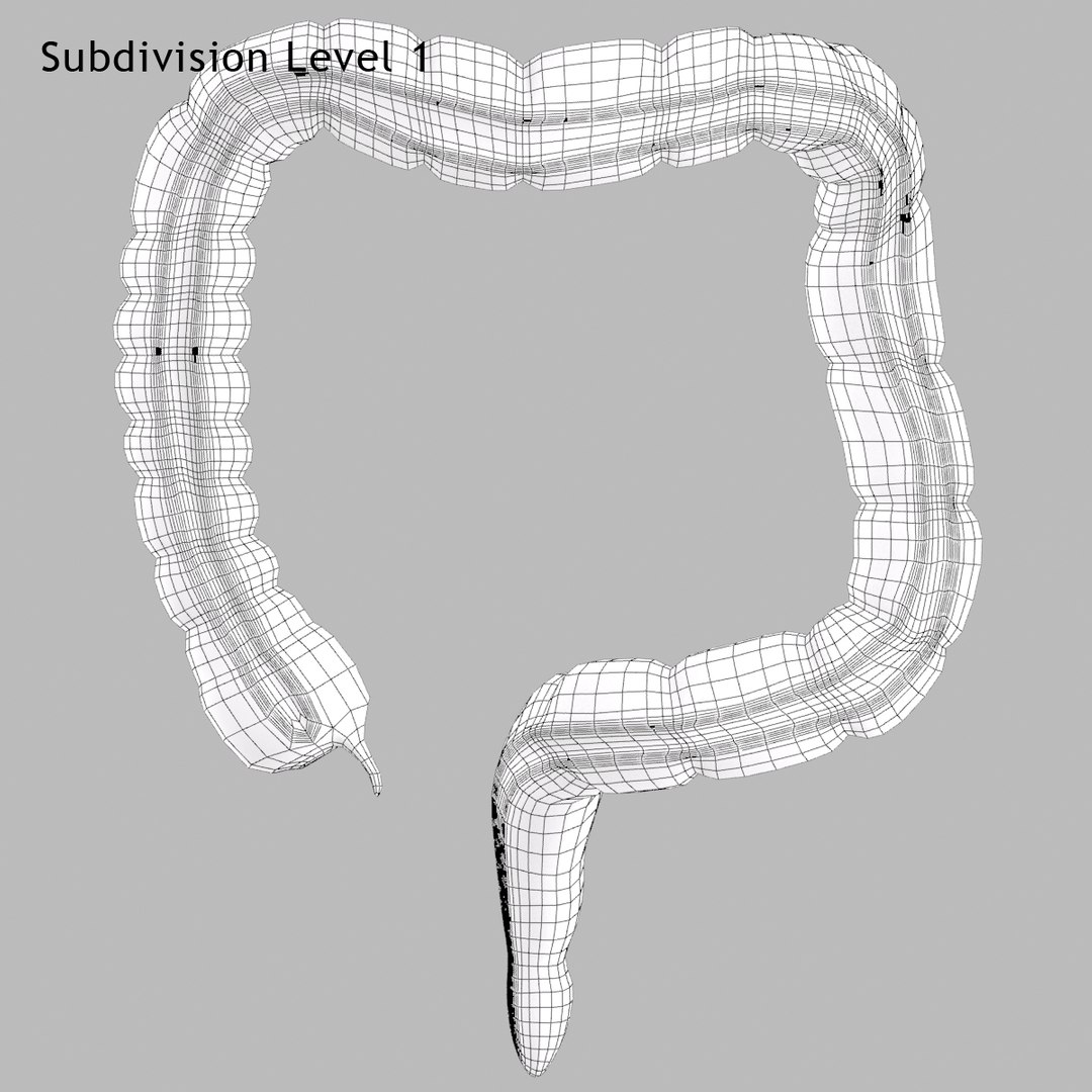 Large Intestine 3d Model