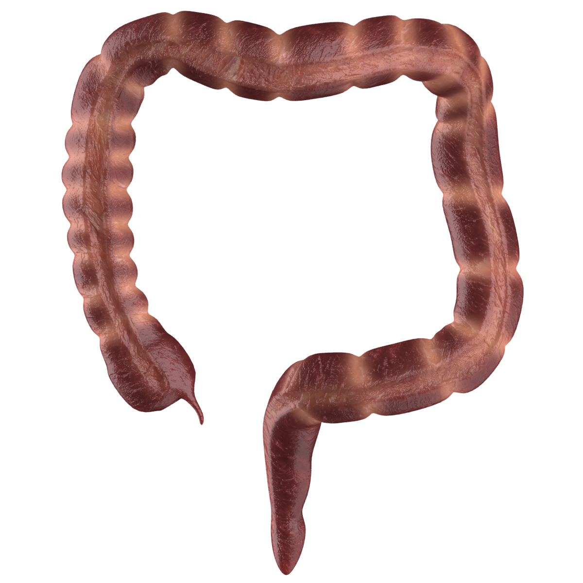 large intestine 3d model