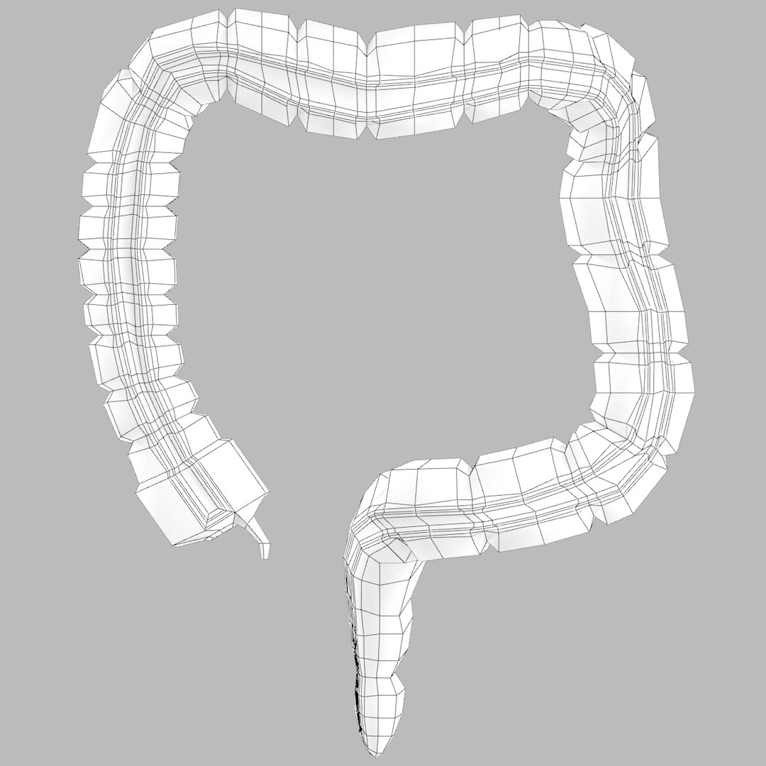 Large Intestine 3d Model