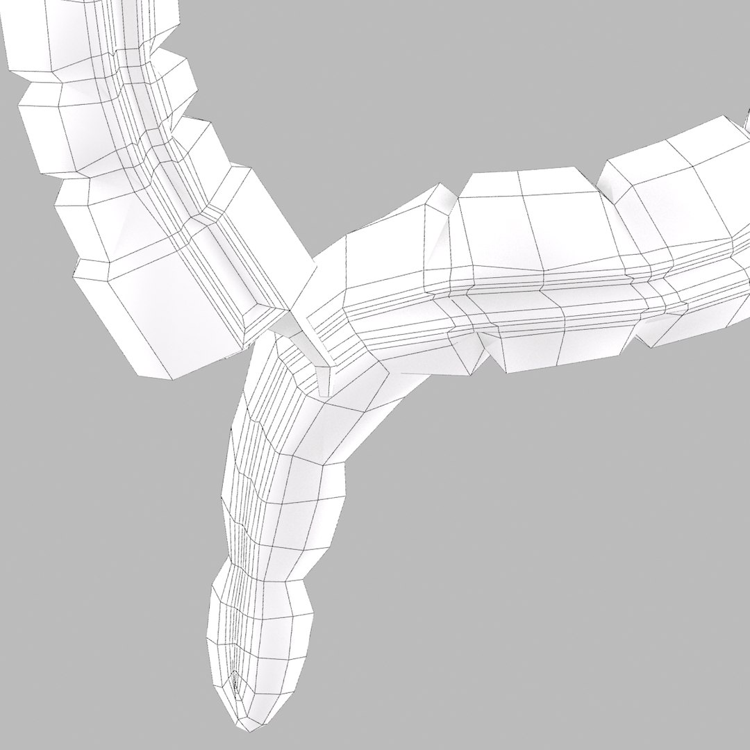 Large Intestine 3d Model