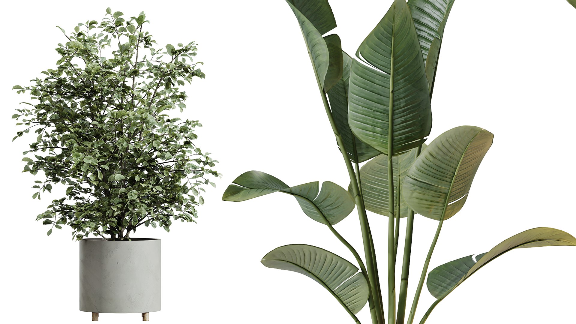 AV Indoor Plants Set 180 Alnus Glutinosa Alder Schwarzerle Betulus ...