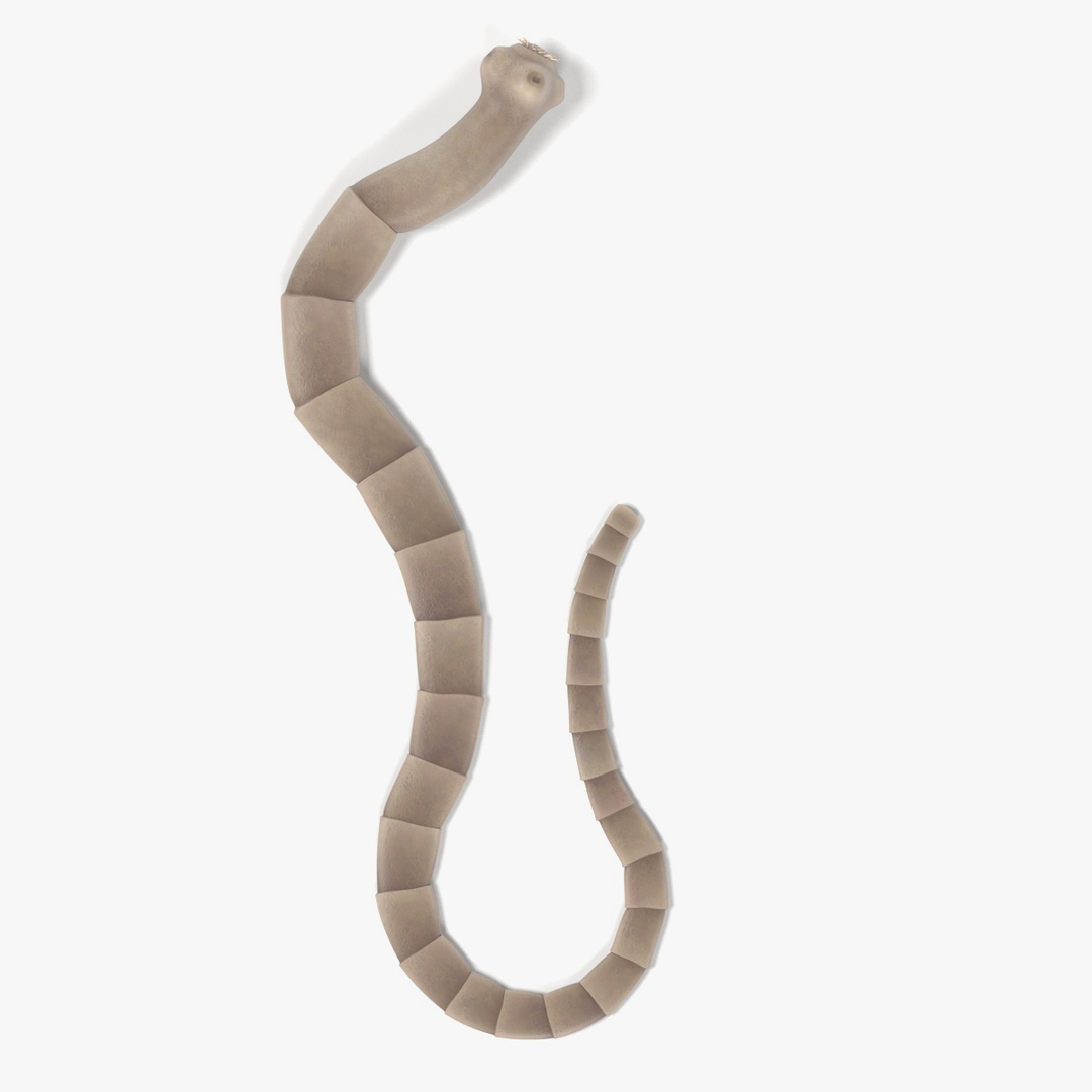 modelo 3d Tenia (taenia saginata) - TurboSquid 1040968