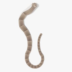 3D Tapeworm Models - Browse & Download Formats - TurboSquid