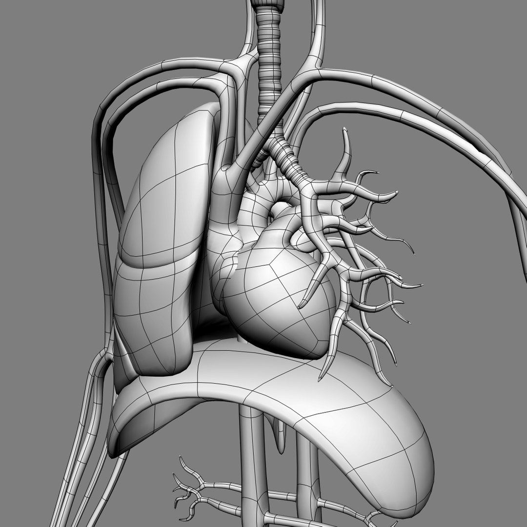 human anatomy pumping heart 3d model