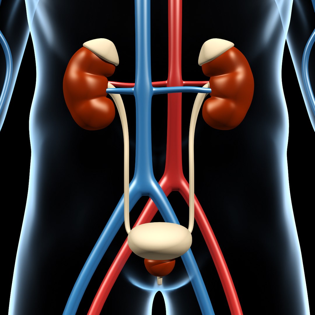human anatomy pumping heart 3d model