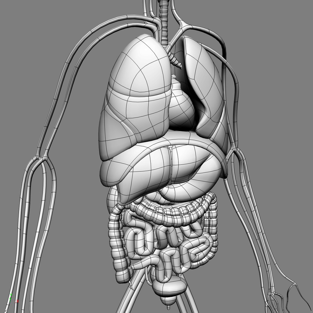 human anatomy pumping heart 3d model