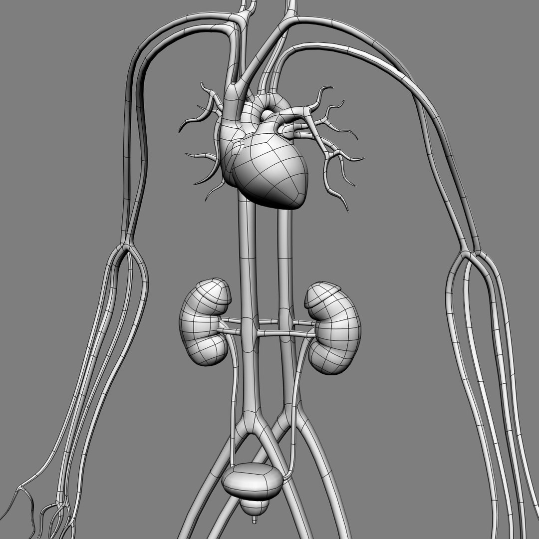 human anatomy pumping heart 3d model