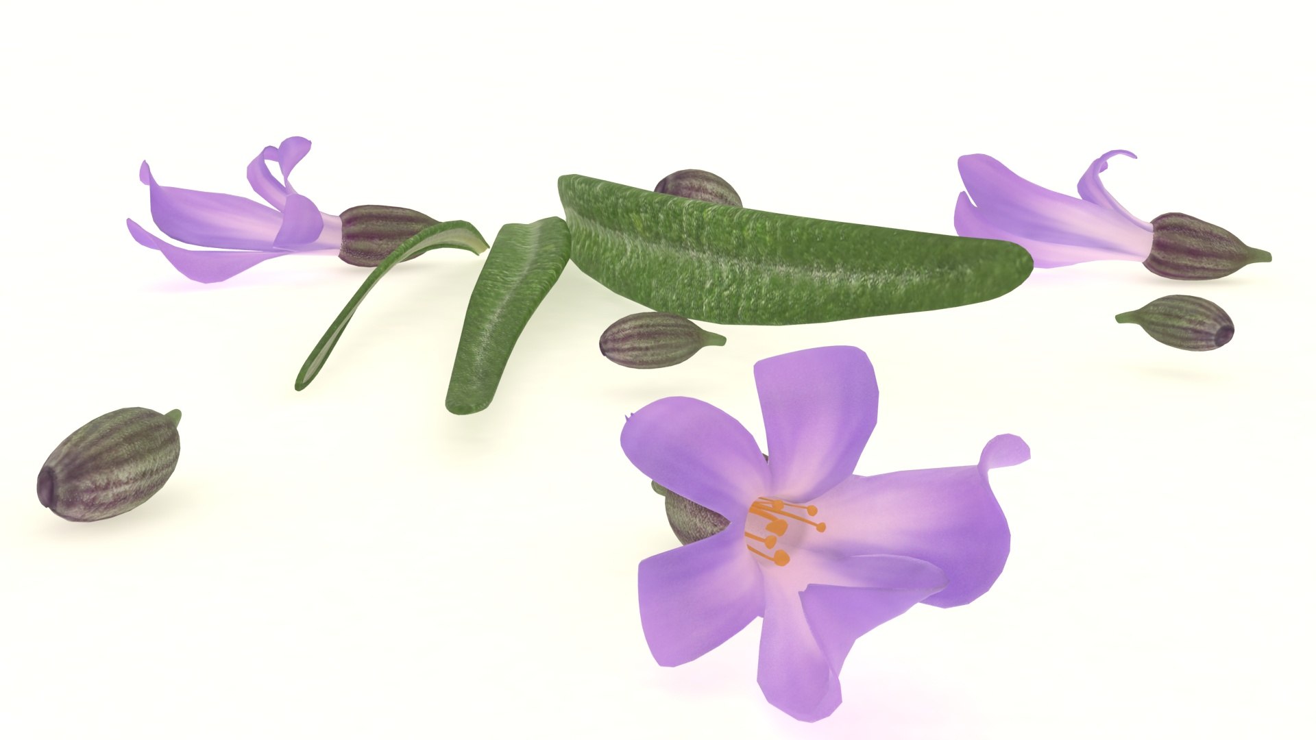 3D Model Plant Lavender Flower Spices - TurboSquid 1695781