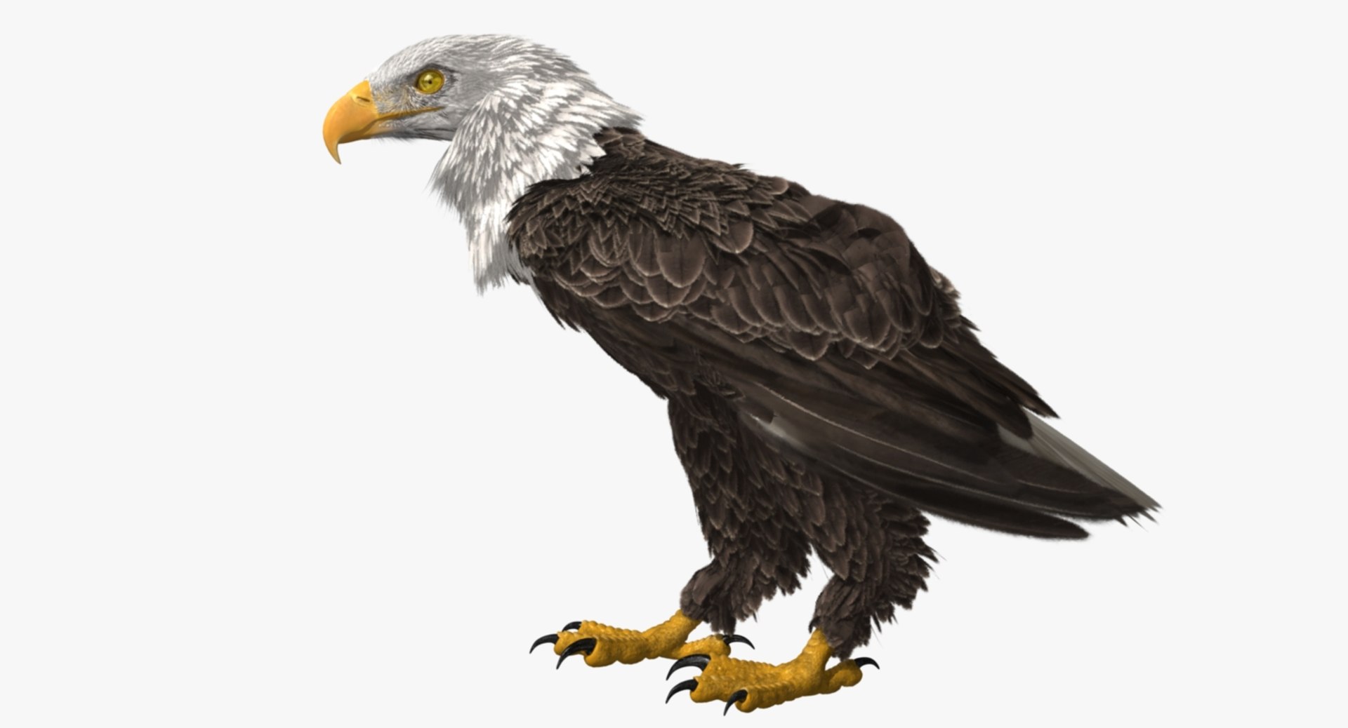 3d Bald Eagle