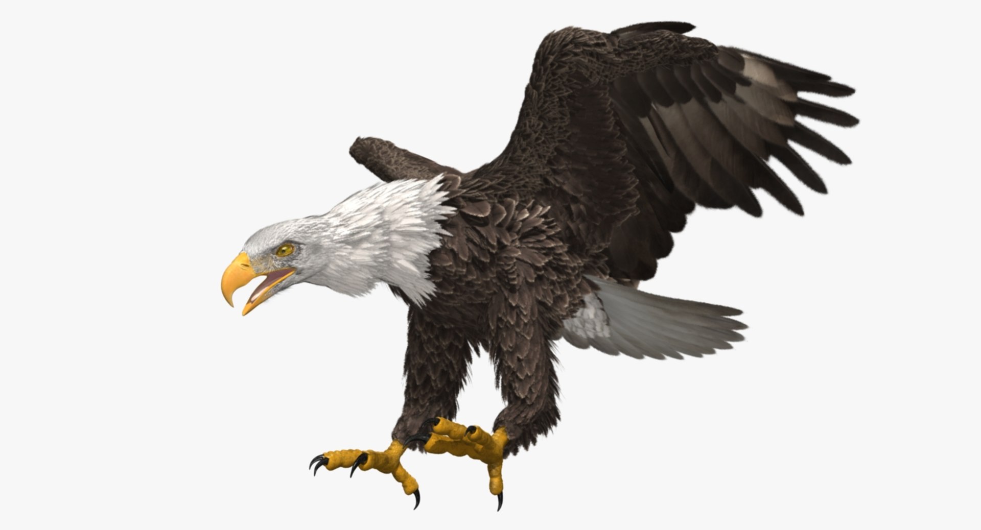 3d bald eagle