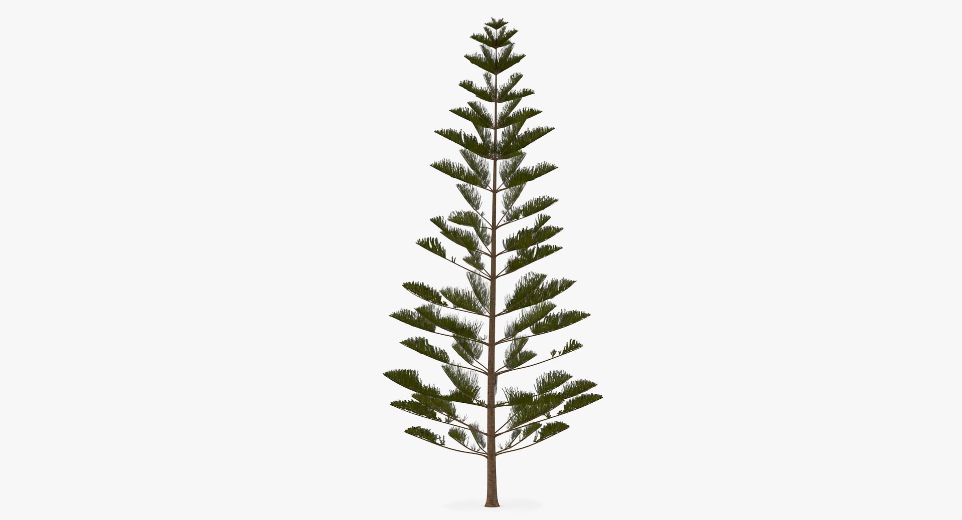3D Araucaria Heterophylla Star Pine Tree - TurboSquid 1537987