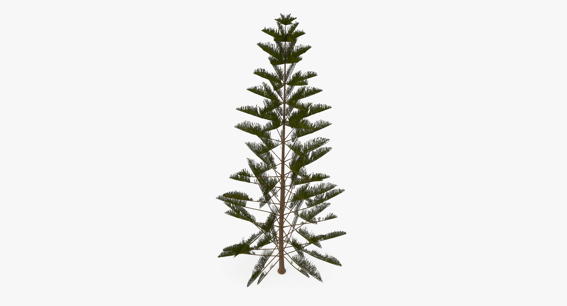 3D Araucaria Heterophylla Star Pine Tree - TurboSquid 1537987