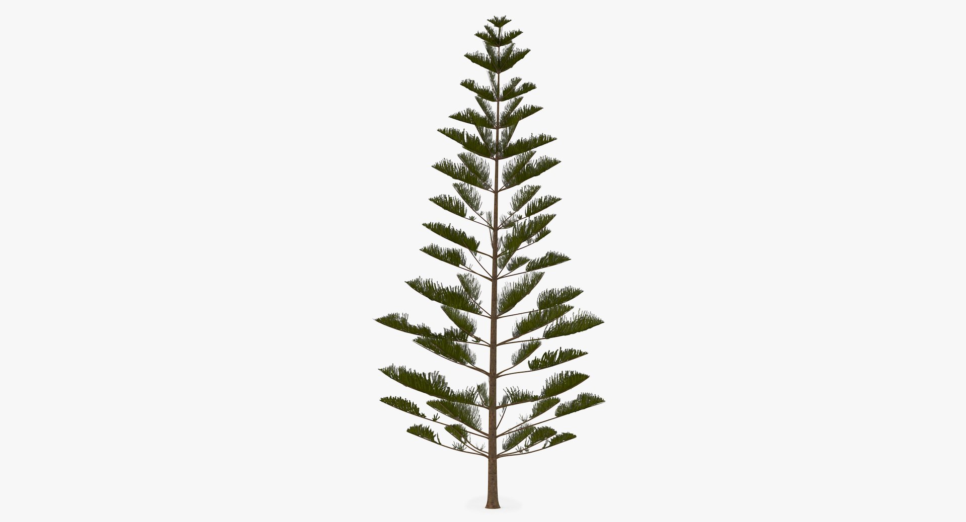 3D Araucaria Heterophylla Star Pine Tree - TurboSquid 1537987