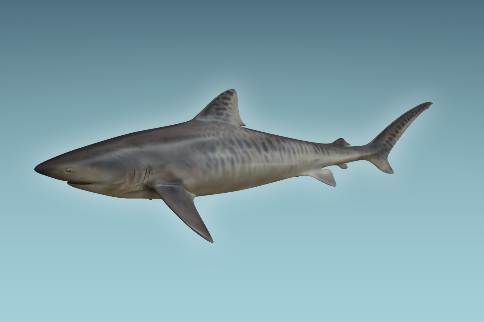 Shark Animal Tiger Model - TurboSquid 1198171