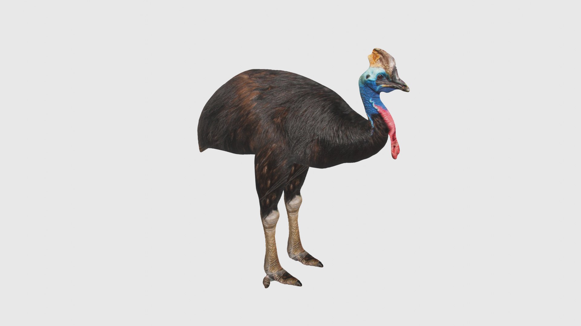 Low Poly Cassowary Rigged With Realistic Texture 3D Model - TurboSquid ...