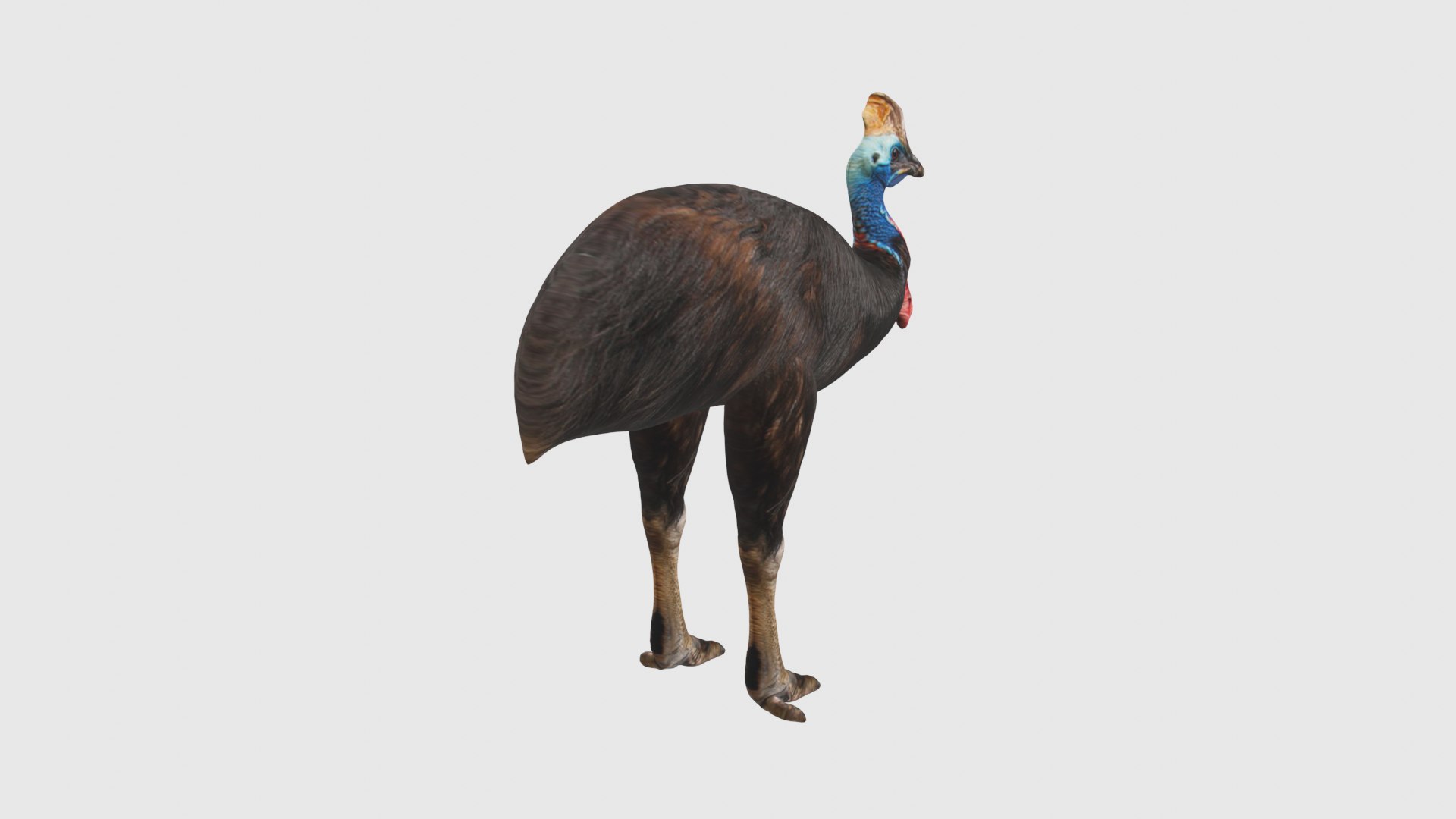 Low Poly Cassowary Rigged With Realistic Texture 3D Model - TurboSquid ...