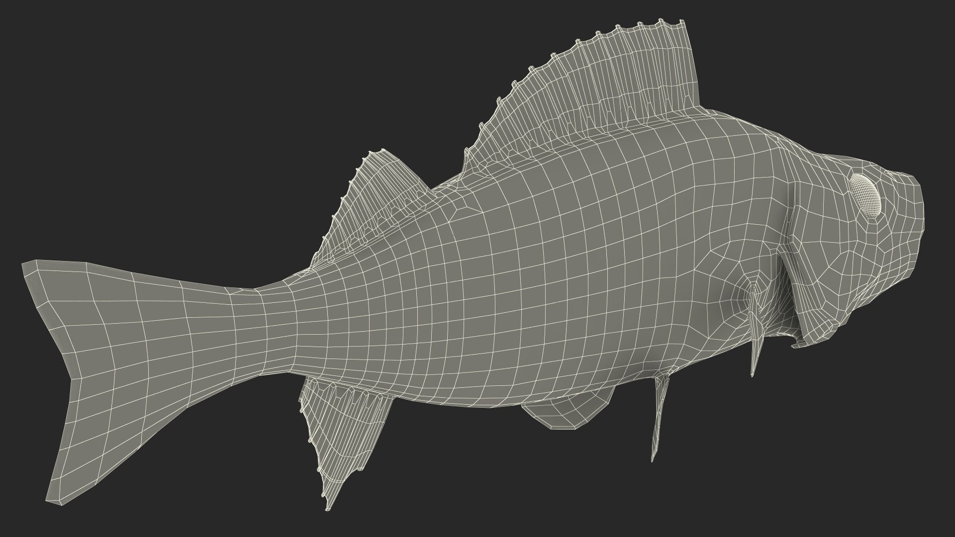 Perca Fluviatilis 3D model - TurboSquid 2166899