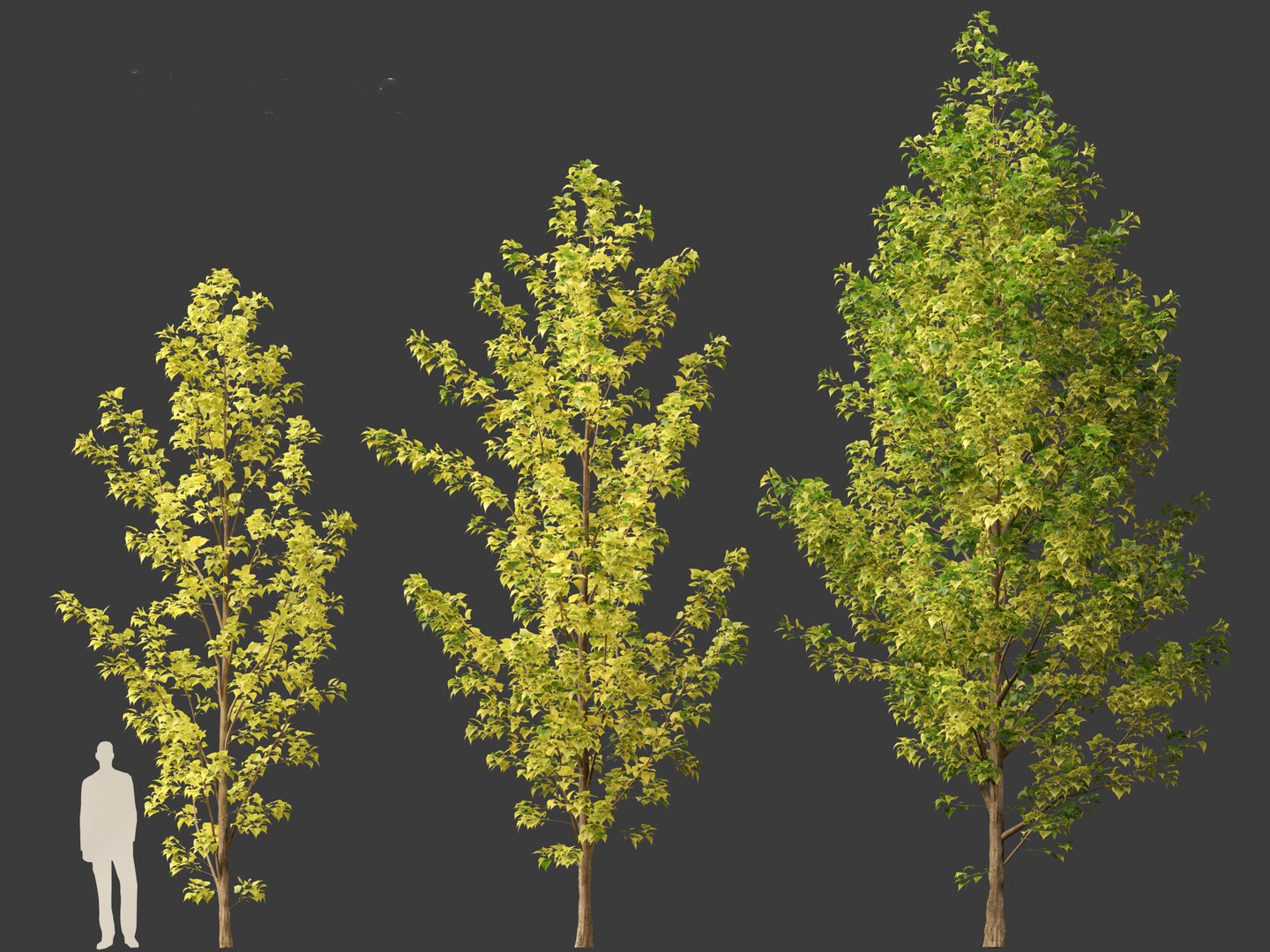 3D Model Populus Canadensis - Canadian Poplar 02 - TurboSquid 2135901
