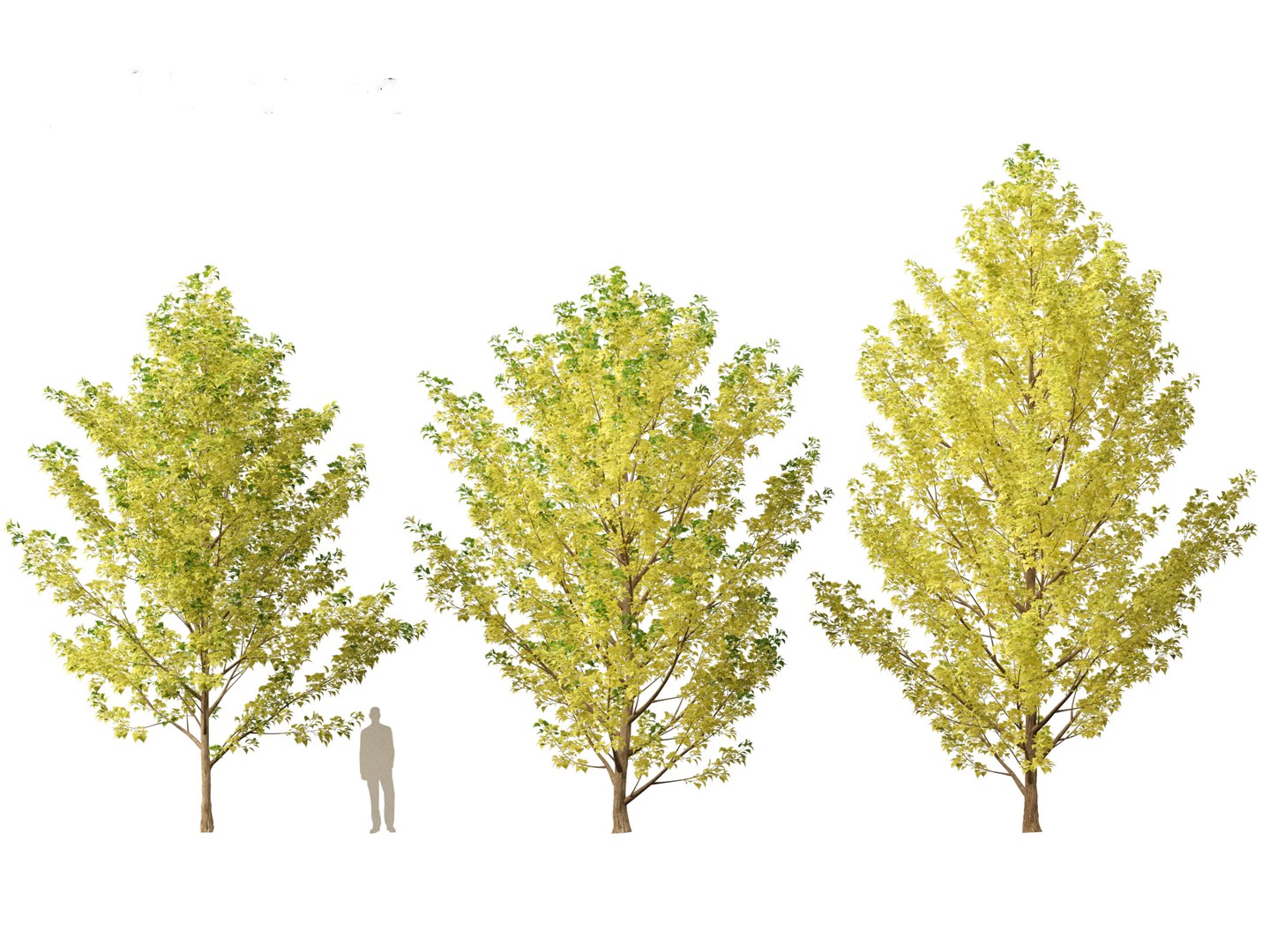 3D Model Populus Canadensis - Canadian Poplar 02 - TurboSquid 2135901