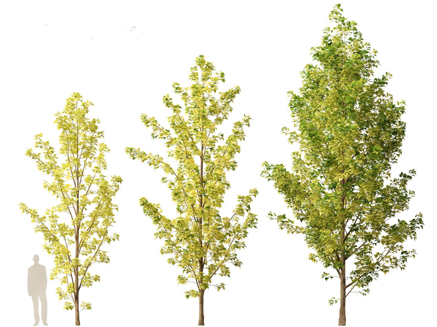 3D Model Populus Canadensis - Canadian Poplar 02 - TurboSquid 2135901
