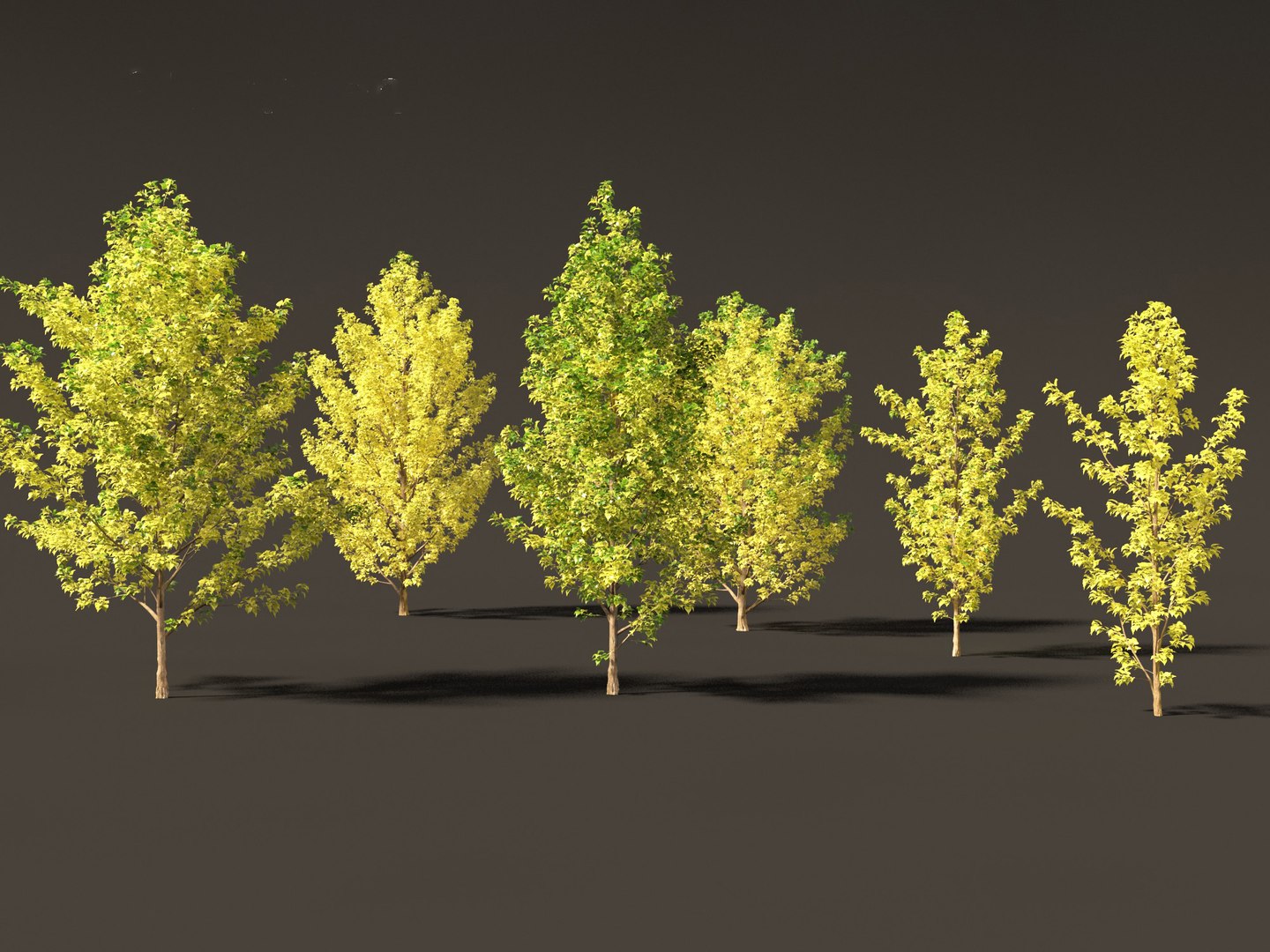3D Model Populus Canadensis - Canadian Poplar 02 - TurboSquid 2135901