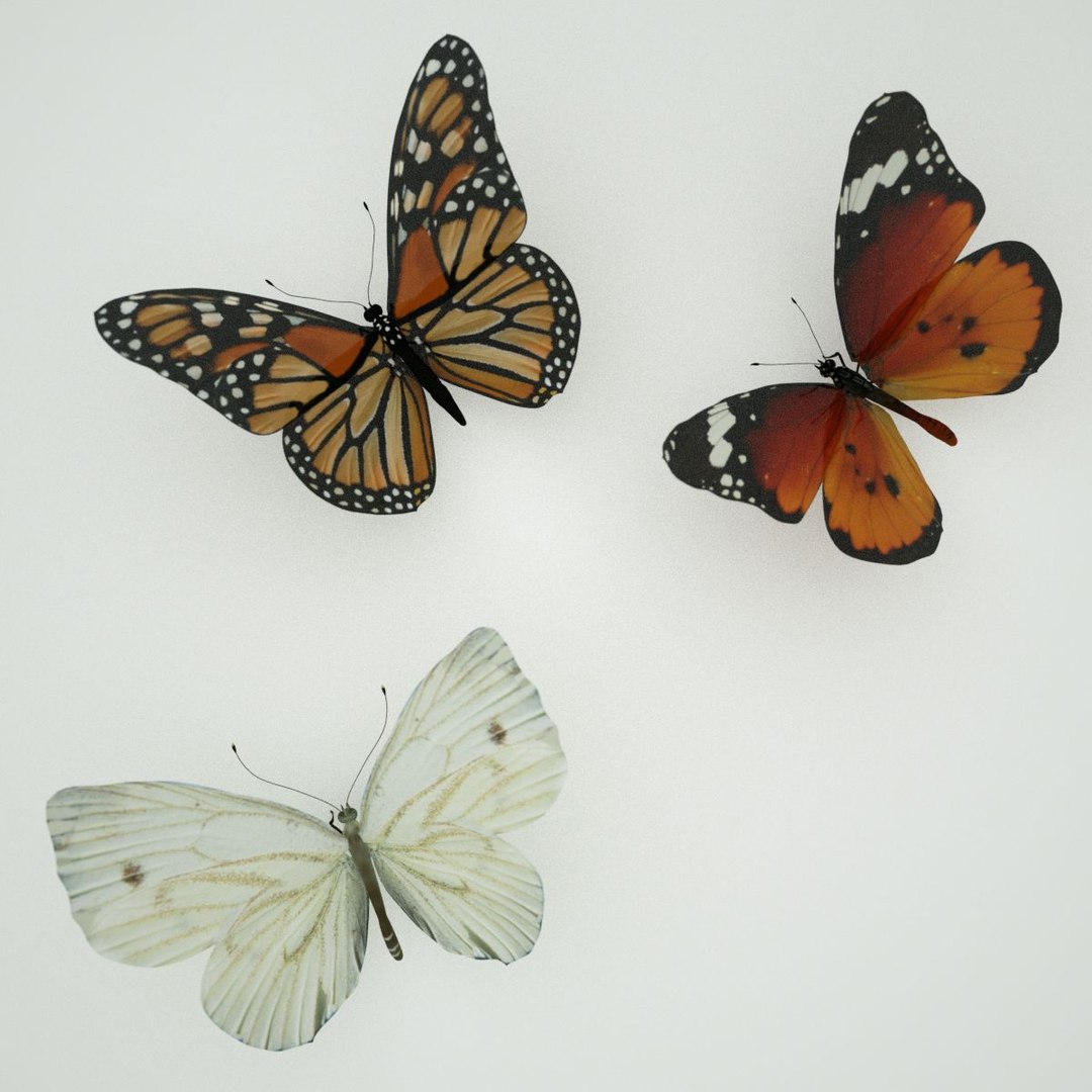 3d Butterfly Model
