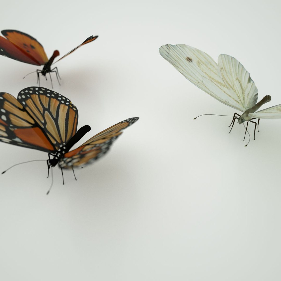 3d Butterfly Model