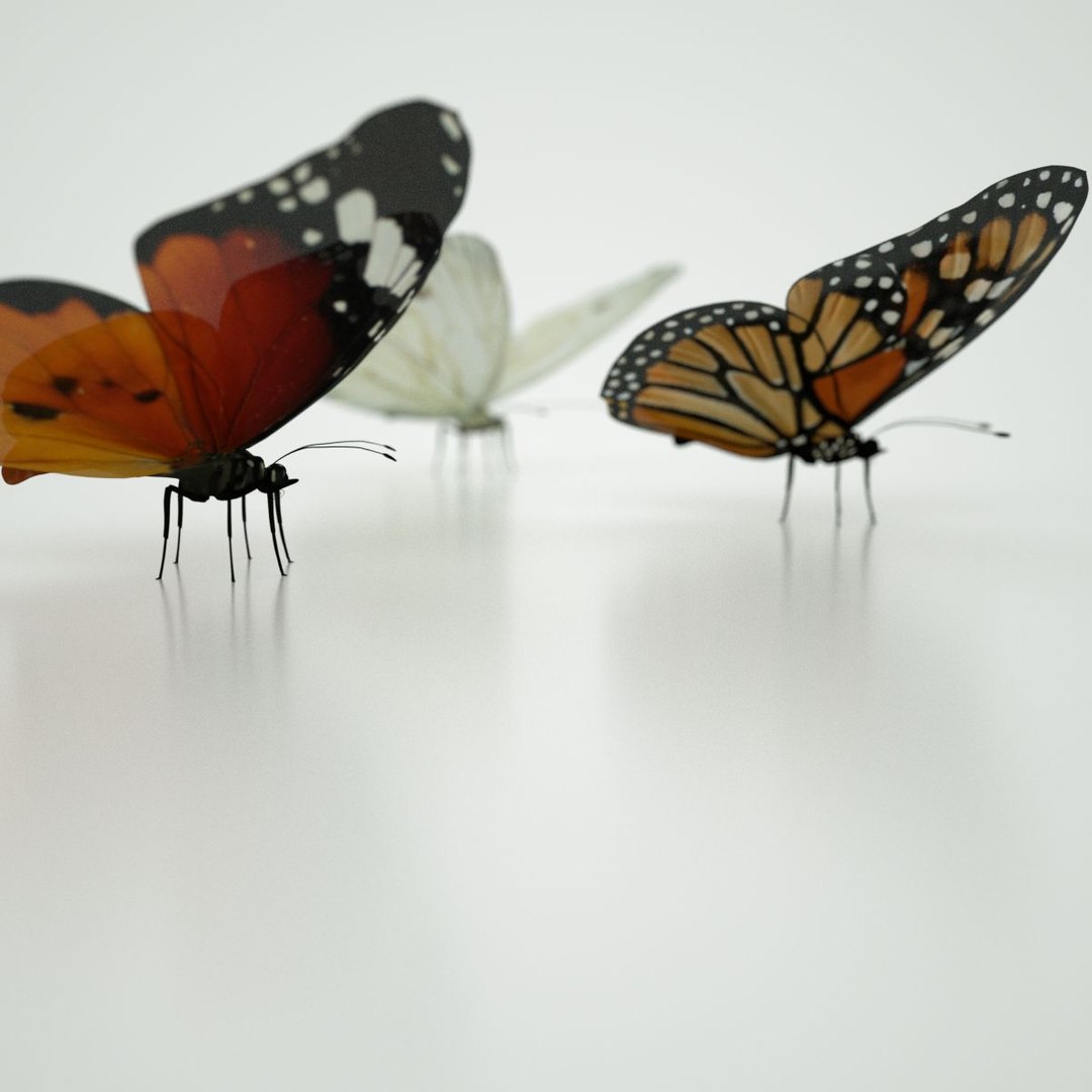 3d Butterfly Model