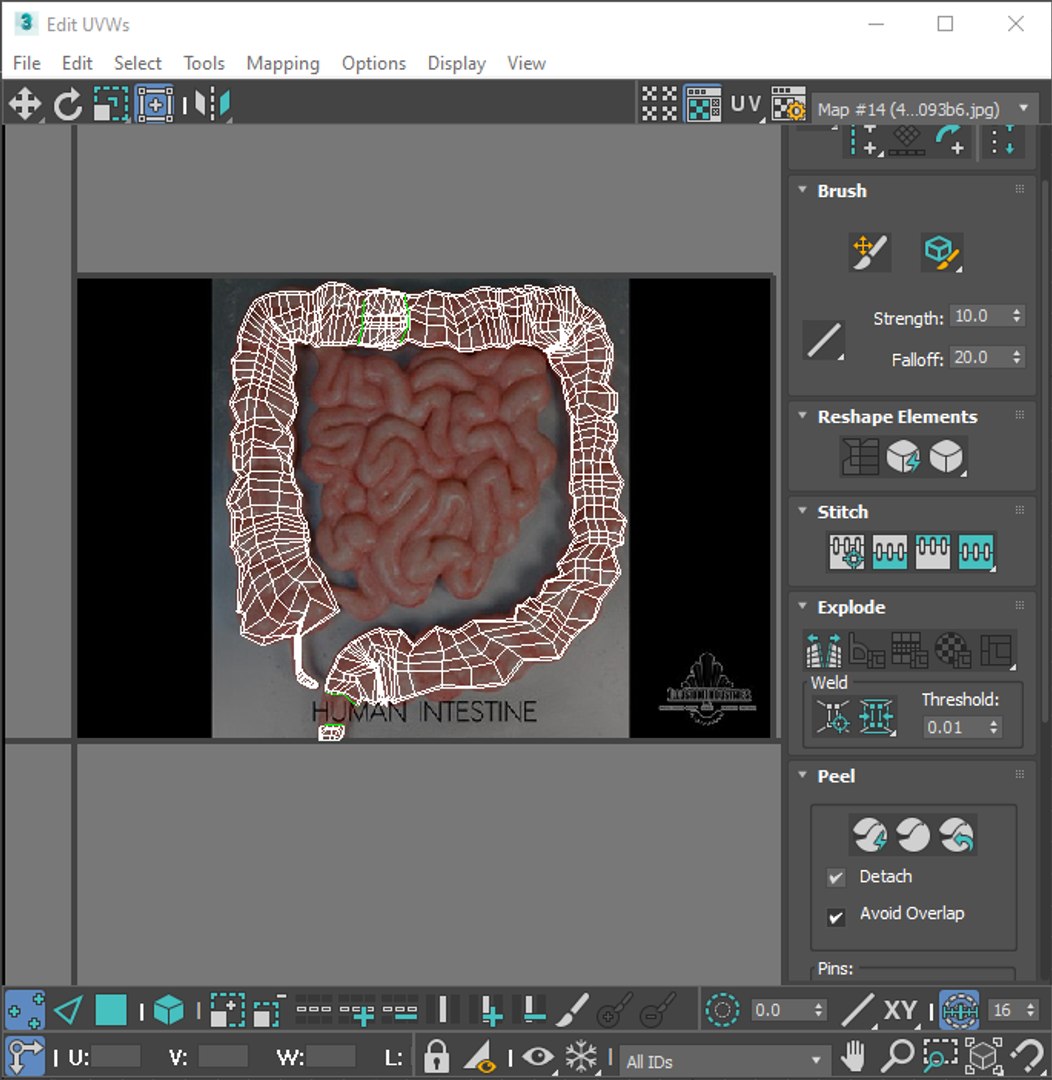 3D Intestine - TurboSquid 2247531