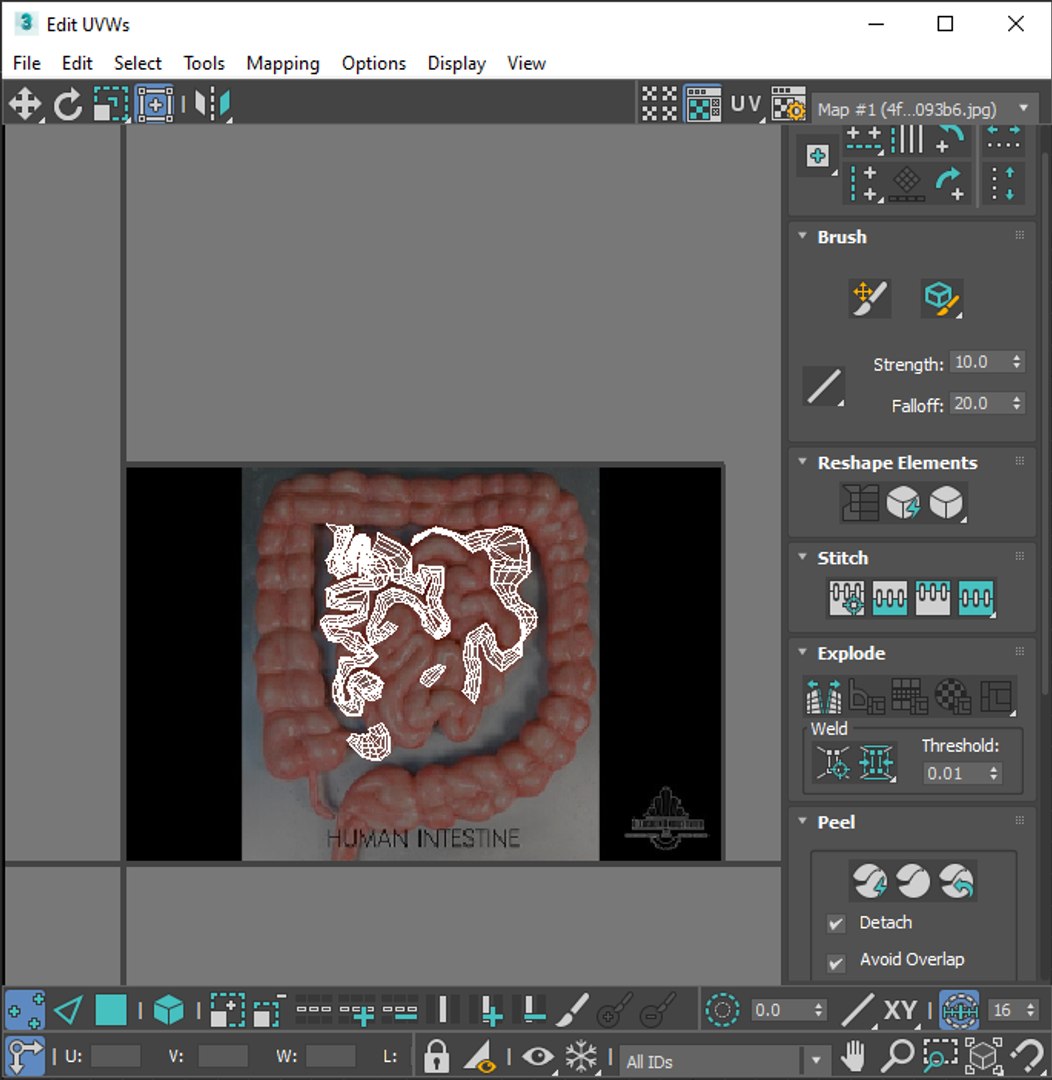 3D Intestine - TurboSquid 2247531
