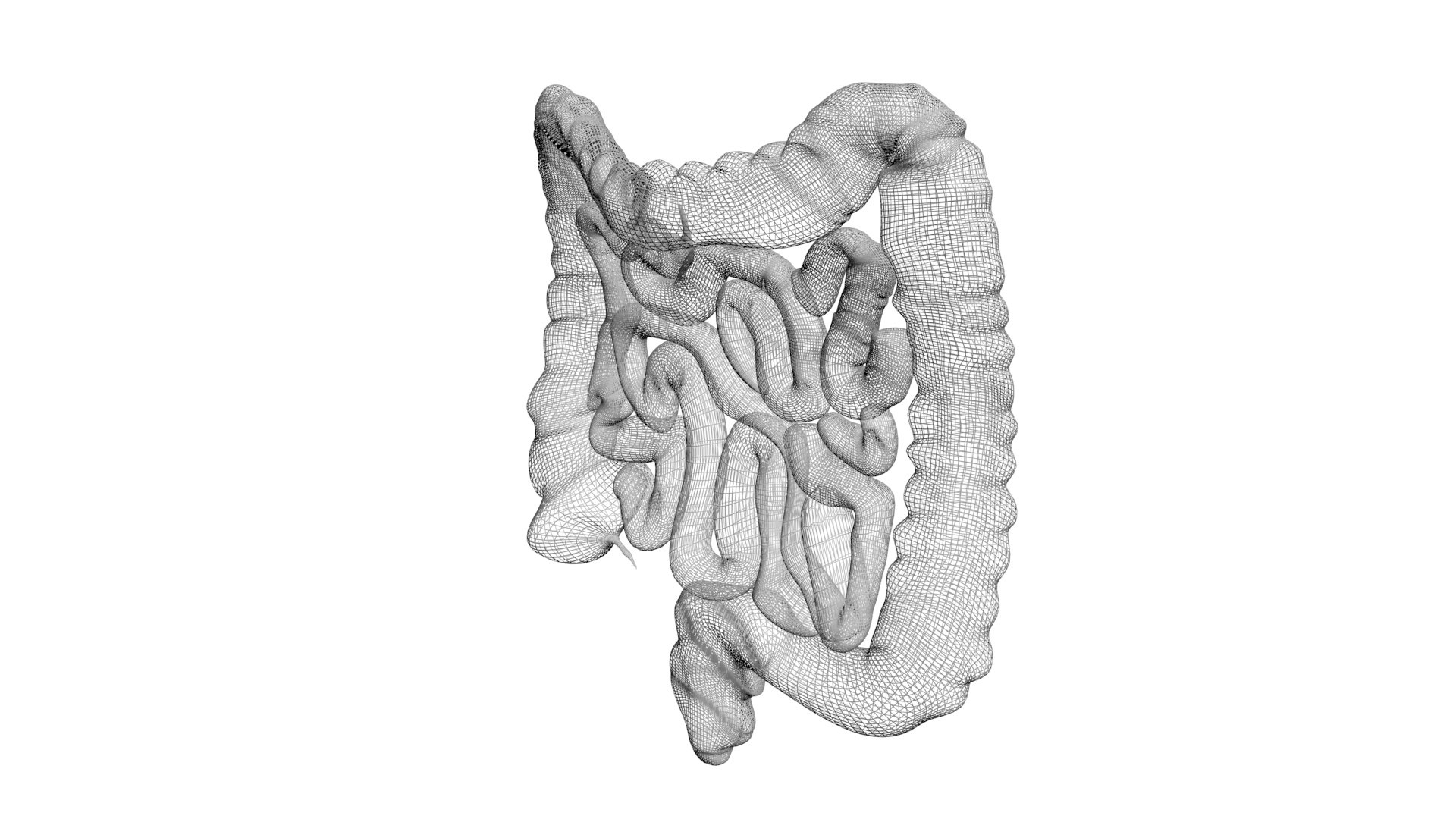 3D Intestine - TurboSquid 2247531