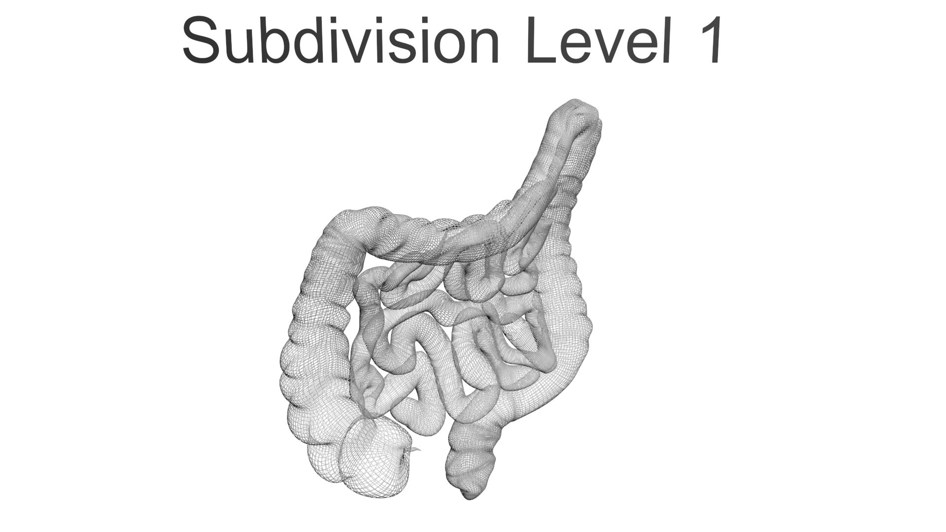 3D Intestine - TurboSquid 2247531