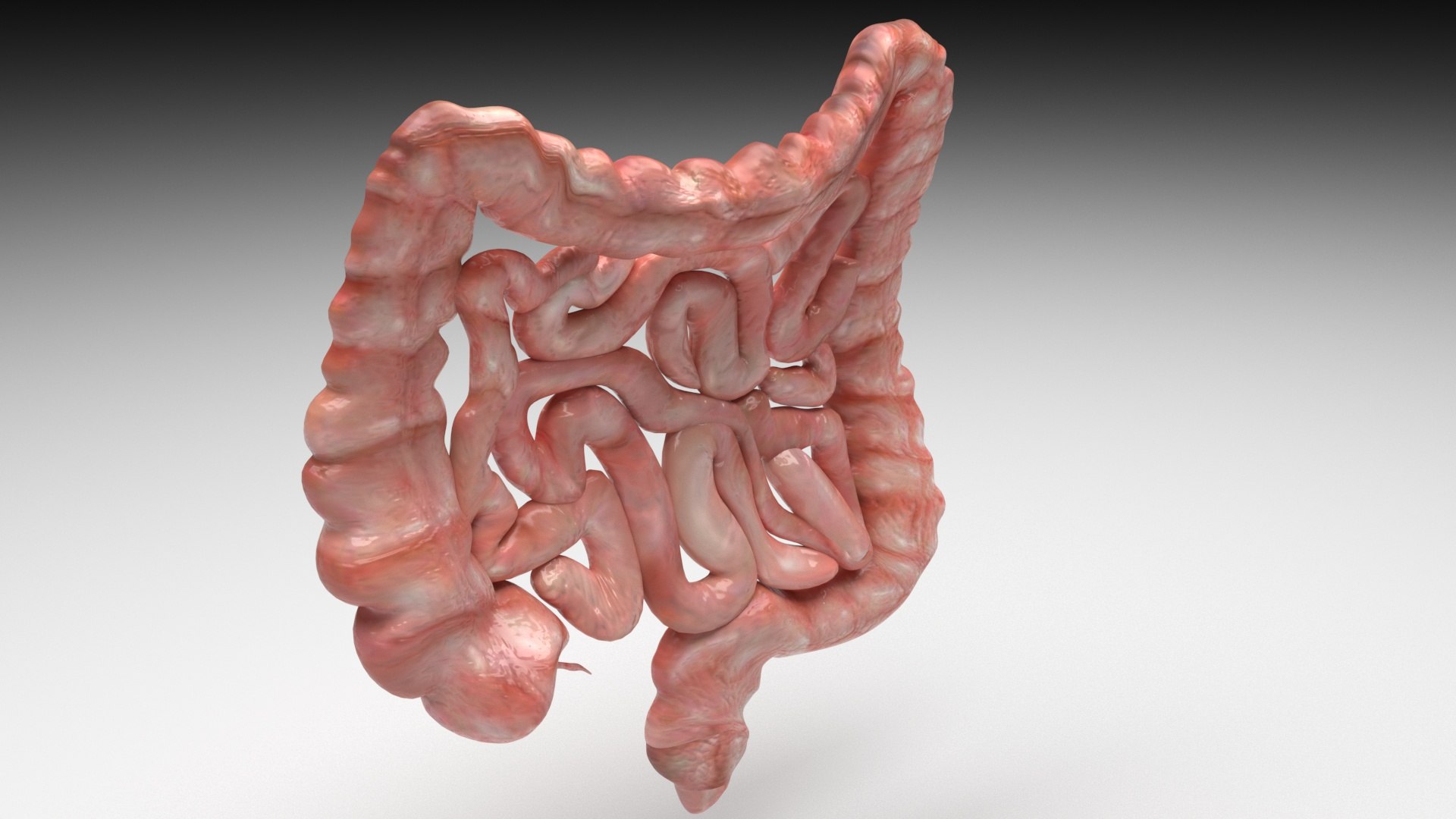 3D Intestine - TurboSquid 2247531