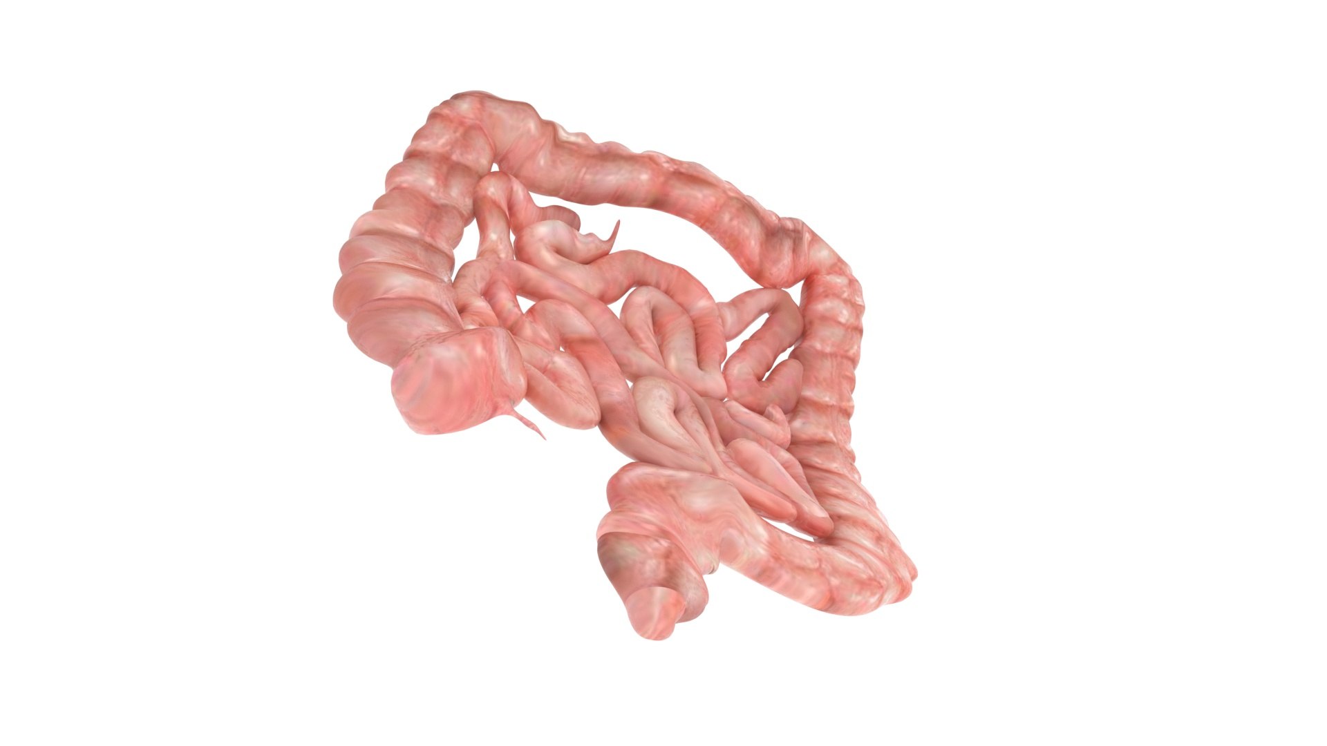 3D Intestine - TurboSquid 2247531