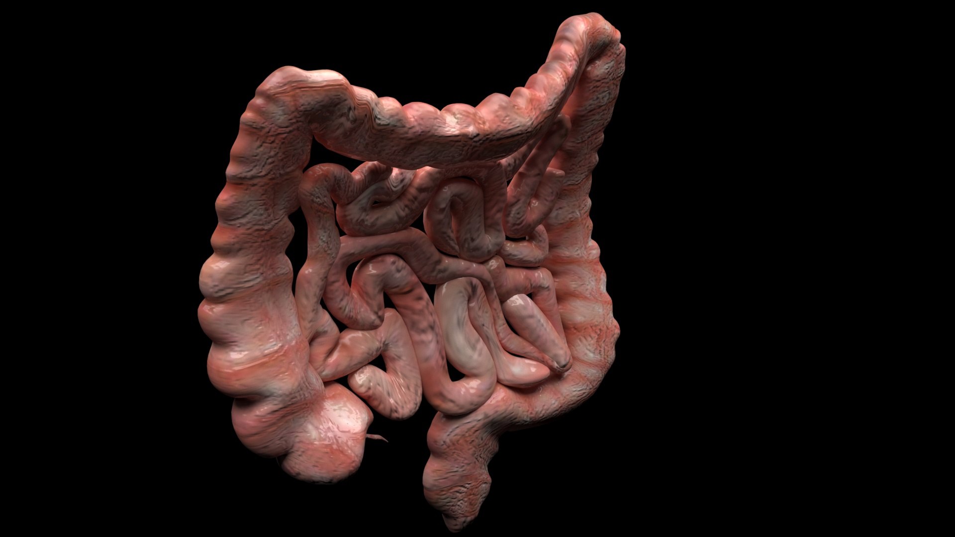 3D Intestine - TurboSquid 2247531