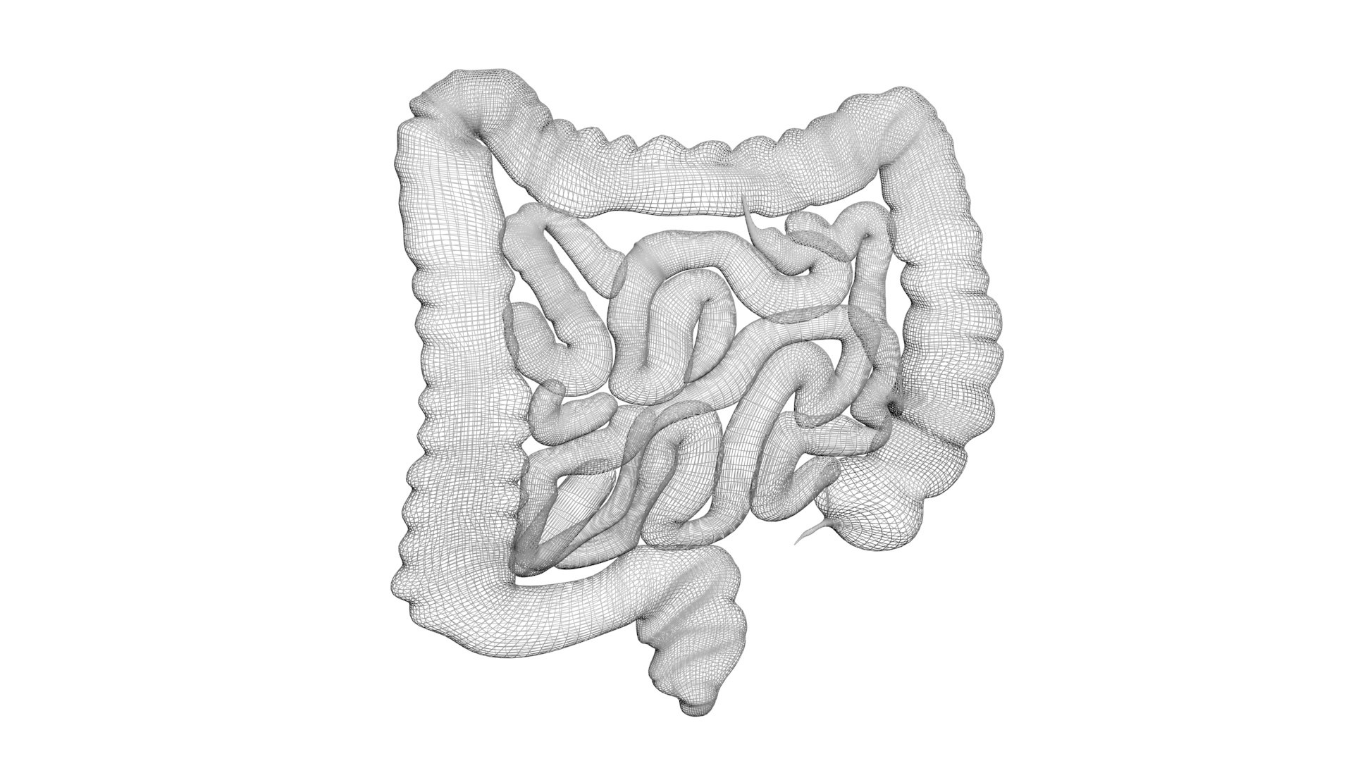 3D Intestine - TurboSquid 2247531
