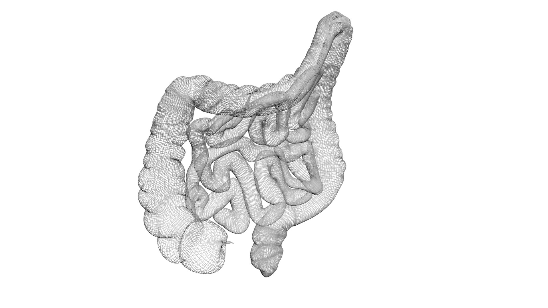 3D Intestine - TurboSquid 2247531