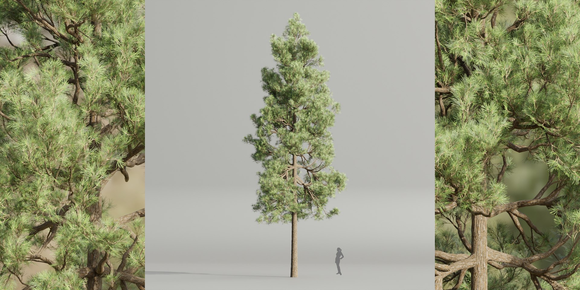 3D Pine trees collection vol 178-Blender-3dmodel - TurboSquid 2163856