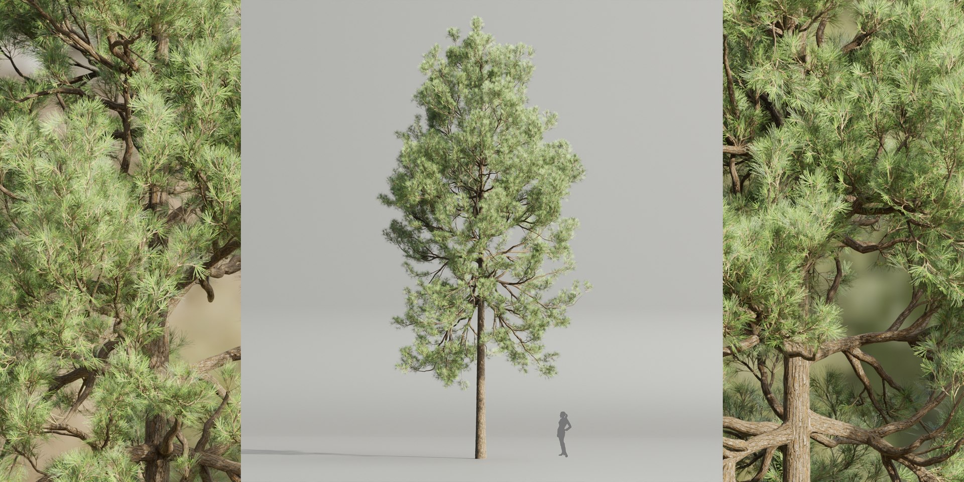 3D Pine trees collection vol 178-Blender-3dmodel - TurboSquid 2163856