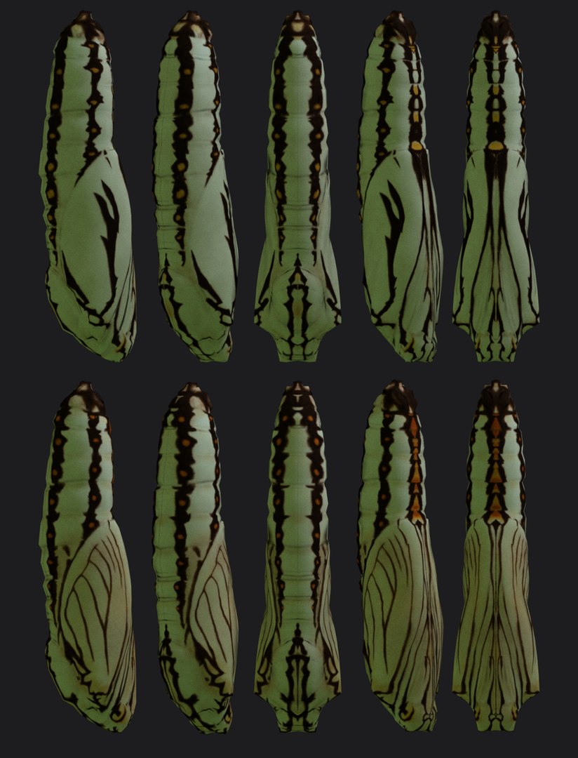 3D Chrysalis Model - TurboSquid 1309872