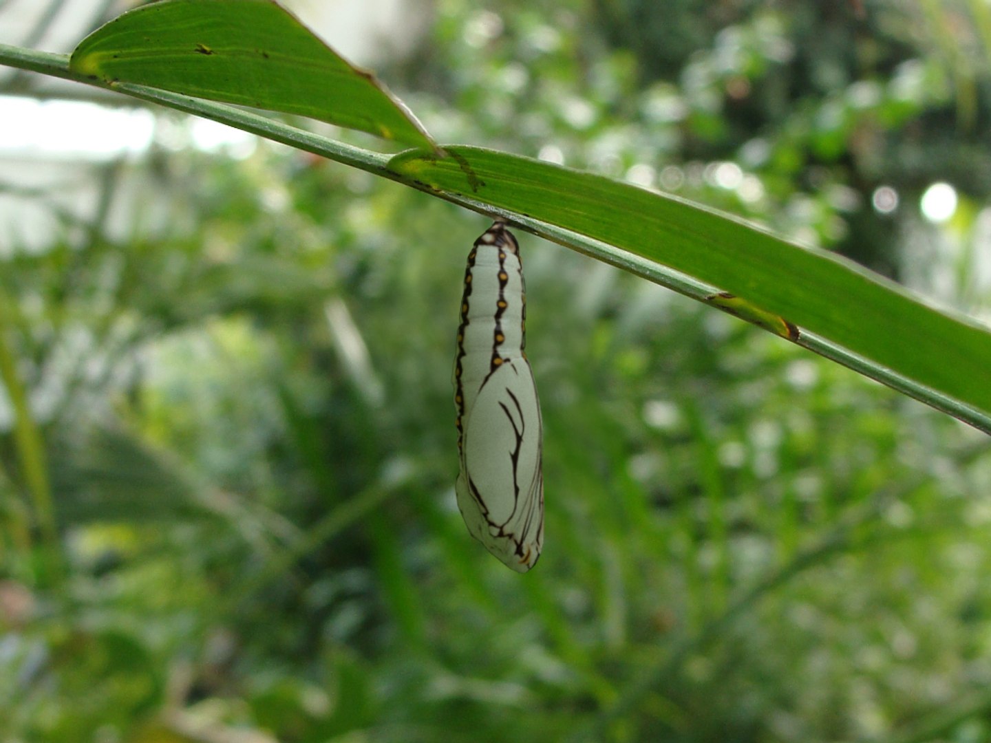 3d Chrysalis Model Turbosquid 1309872