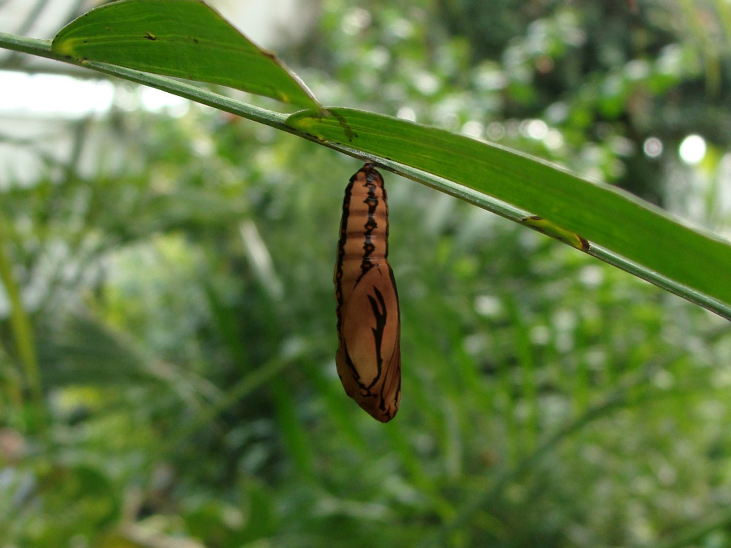 3D Chrysalis Model - TurboSquid 1309872