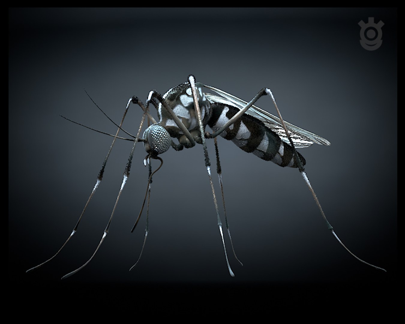 Mosquito 3d Max